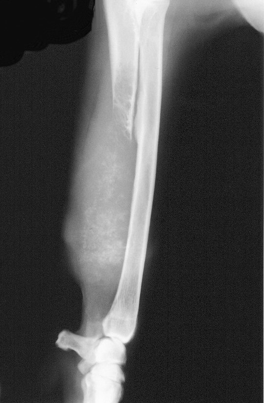 Bone Cancer Symptoms In Dogs Leg