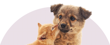 DL-Methionine for Dogs and Cats | Dog, Cat, Pet Medication: PetMD | PetMD