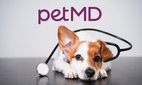 Cloudy Eye in Rabbits | PetMD