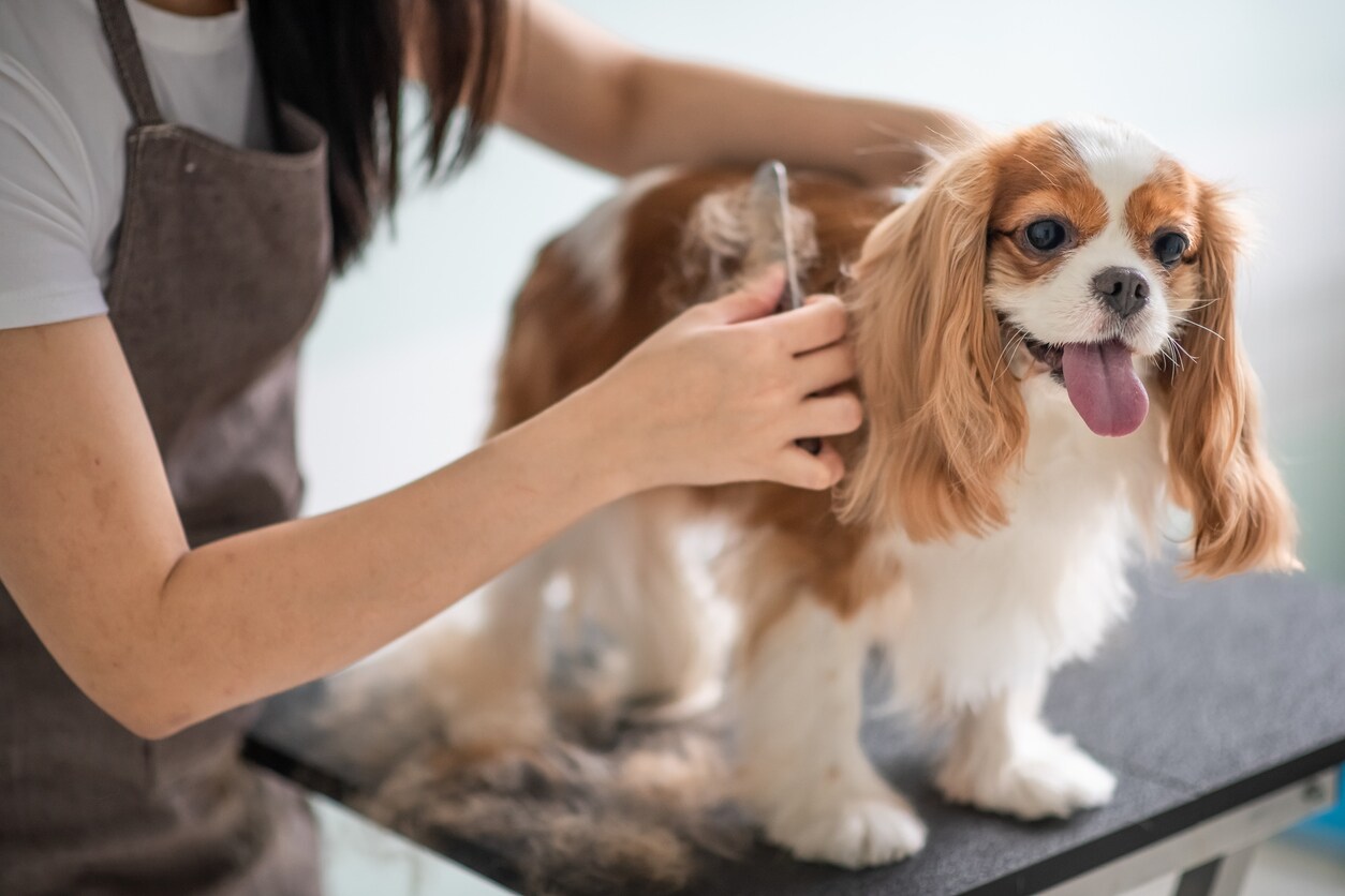 Abscesses in Dogs | PetMD