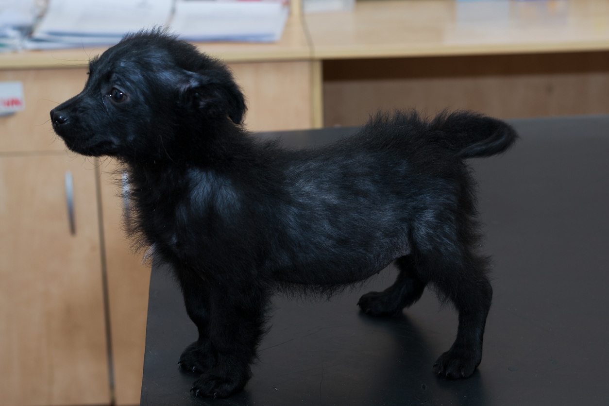 Demodectic Mange in Dogs | PetMD