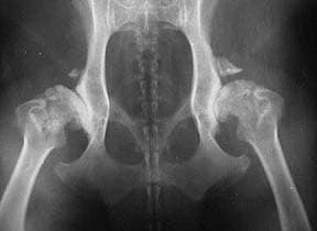 Hip Dysplasia in Cats | PetMD