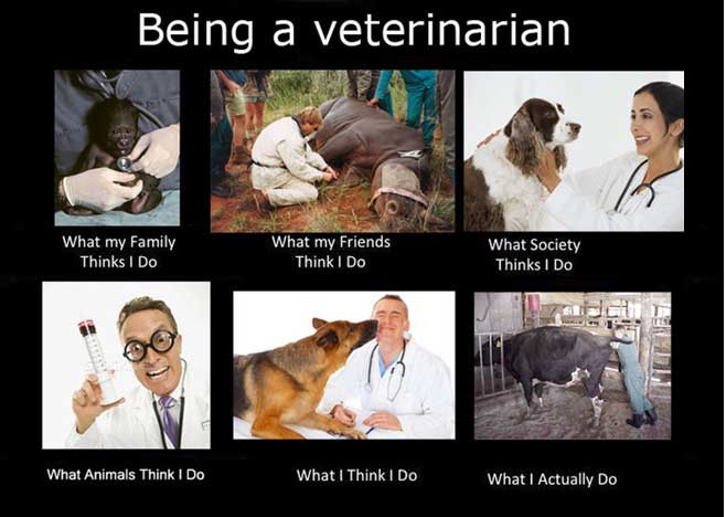 First Semester of Veterinary School | Life of a Veterinary Student
