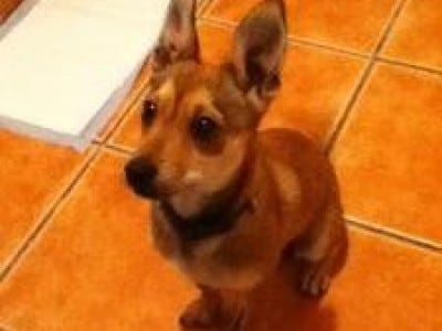 Spike - Male Puppy Names | petMD