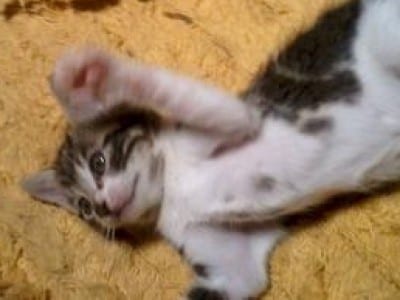 American Domestic Cats | American Domestic Cat Breed Info & Pictures ...