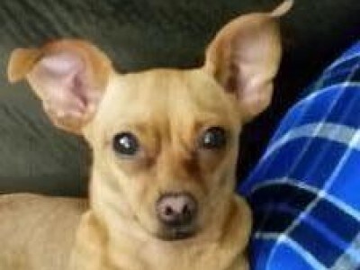 Coco - Female Puppy Names | petMD