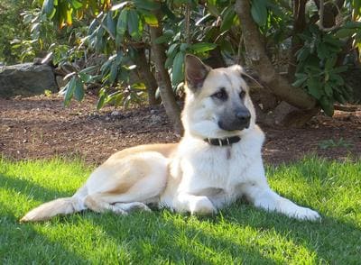 View topic - nordon [ sir. x the wild one. ] - Chicken Smoothie