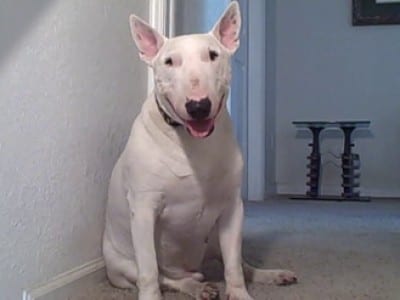 Chico - Male Puppy Names | petMD