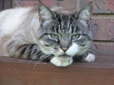 American Domestic Cats | American Domestic Cat Breed Info & Pictures ...