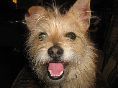 Spike - Male Puppy Names | petMD