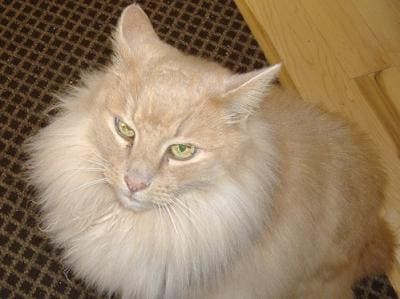 Kashmir Cats | Kashmir Cat Breed Info & Pictures | PetMD