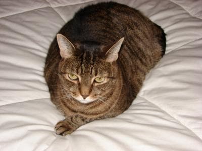 American Wirehair Cats | American Wirehair Cat Breed Info & Pictures ...