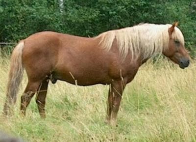 Finnhorse | PetMD