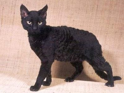 German Rex Cats | German Rex Cat Breed Info & Pictures | PetMD