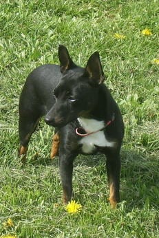 Toy Manchester Terrier Dogs| Toy Manchester Terrier Dog Breed Info ...