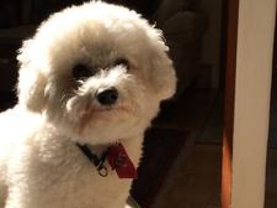 Remy - Male Puppy Names | petMD