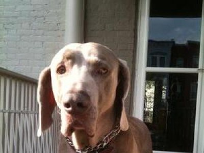 Spike - Male Puppy Names | petMD