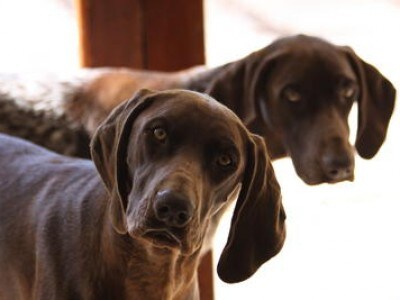 Coco - Male Puppy Names | petMD