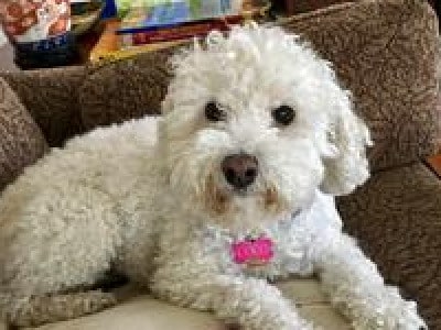 Coco - Female Puppy Names | petMD