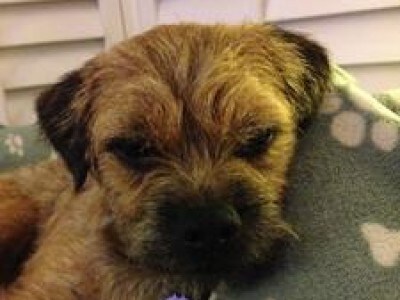 Spike - Male Puppy Names | petMD