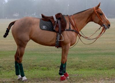 Argentine Polo Pony | PetMD