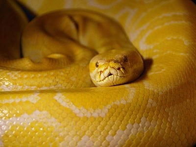 Burmese Python | Python bivittatus | petMD