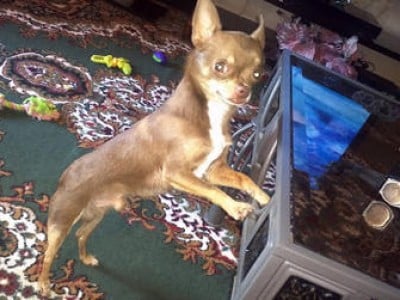 Coco - Male Puppy Names | petMD