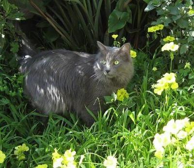 Kashmir Cats | Kashmir Cat Breed Info & Pictures | petMD