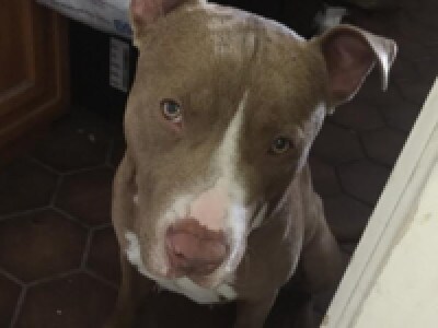 Remy - Male Puppy Names | petMD