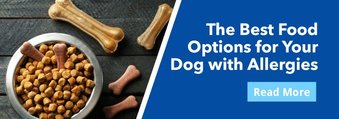 Dog Nutrition Center | petMD