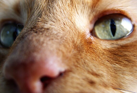 What Does It Mean When A Cats Eyes Are Dilated What Does It Mean When A Cats Eyes Are Dilated