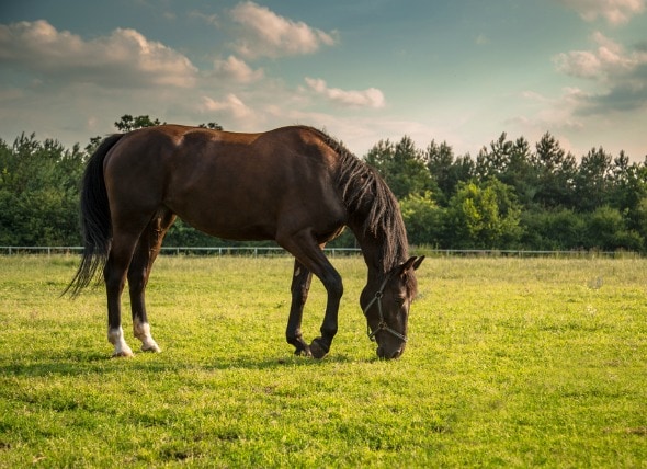 Curb in Horses | PetMD