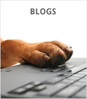 20 Spring Dangers That Can Affect Your Pet | petMD