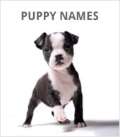 20 Spring Dangers That Can Affect Your Pet | petMD