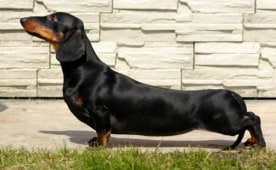 Dog Breeds - A Comprehensive List of Dog Breed Profiles | petMD