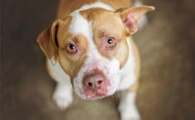 Dog Breeds - A Comprehensive List of Dog Breed Profiles | petMD