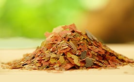 20 Spring Dangers That Can Affect Your Pet | petMD