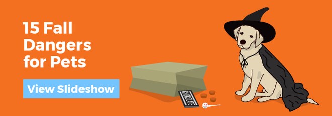 Pet Health & Nutrition Information from petMD