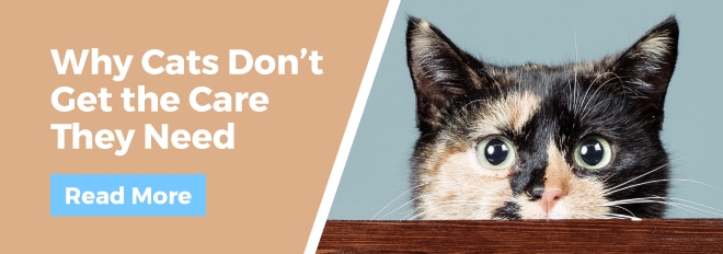 Pet Health & Nutrition Information & Questions | Vet Approved Diagnosis ...