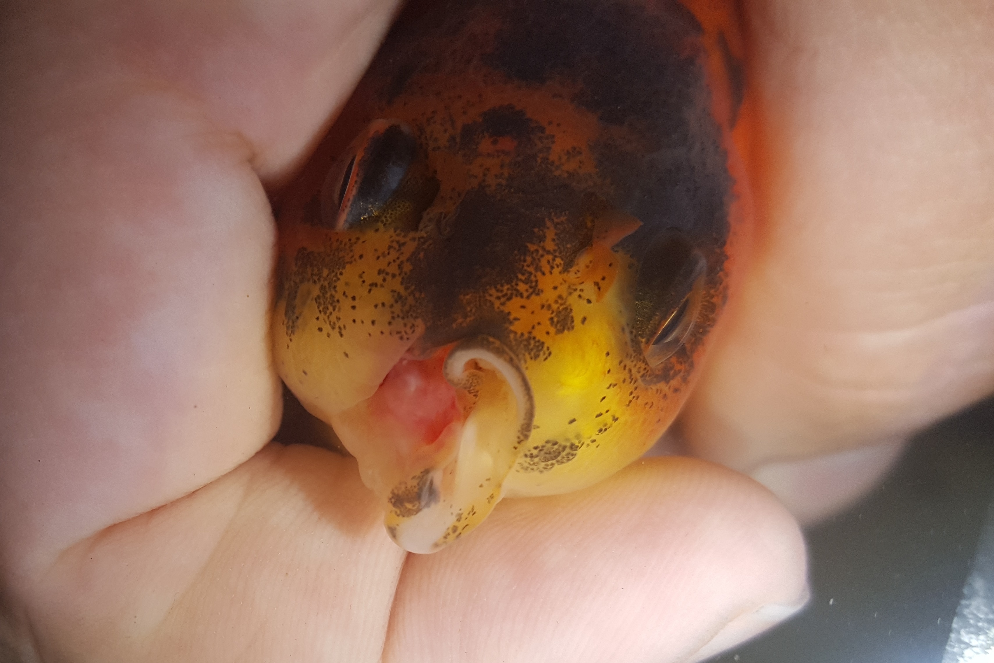 Amazing Fish Surgery Cases | PetMD