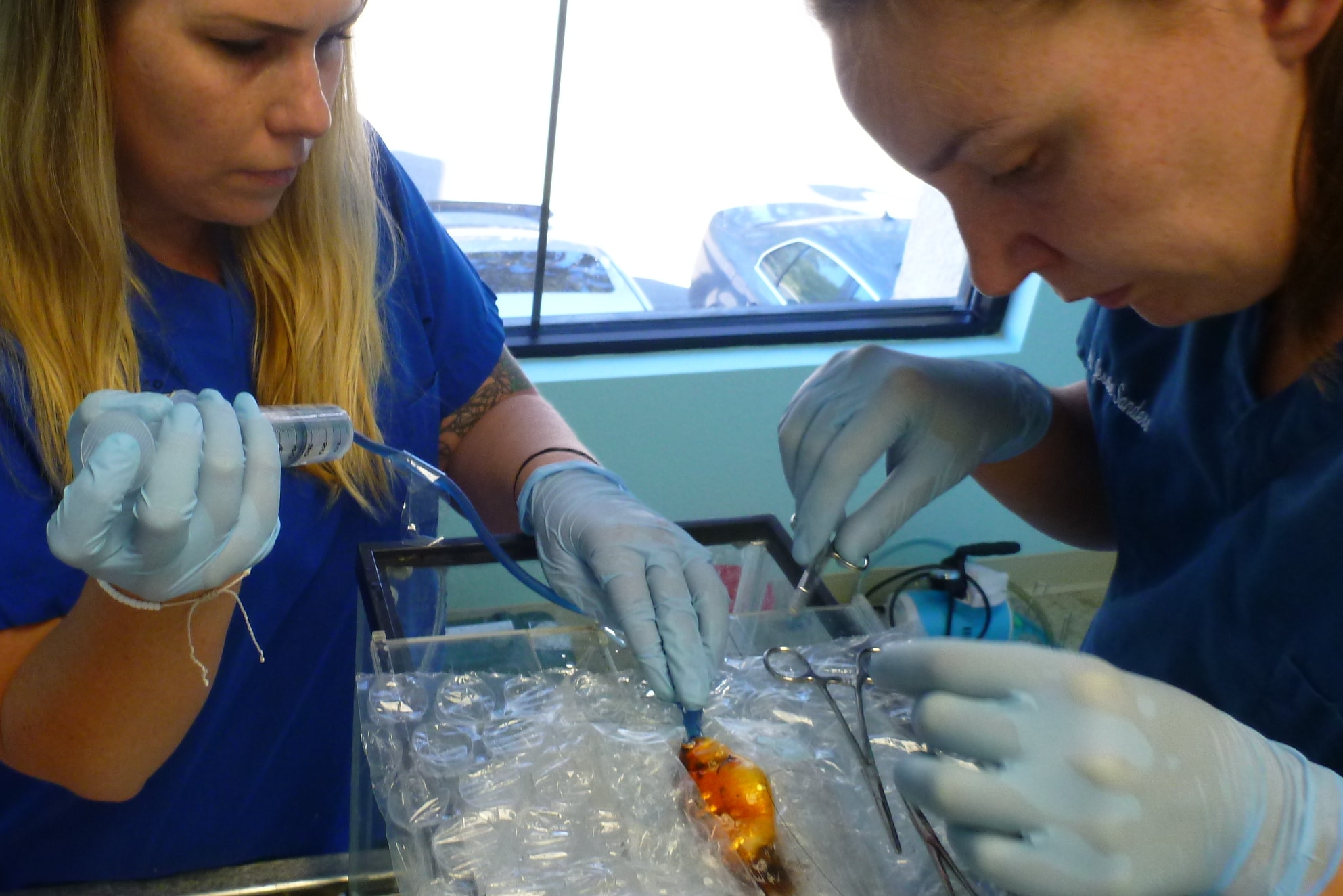 Amazing Fish Surgery Cases | PetMD