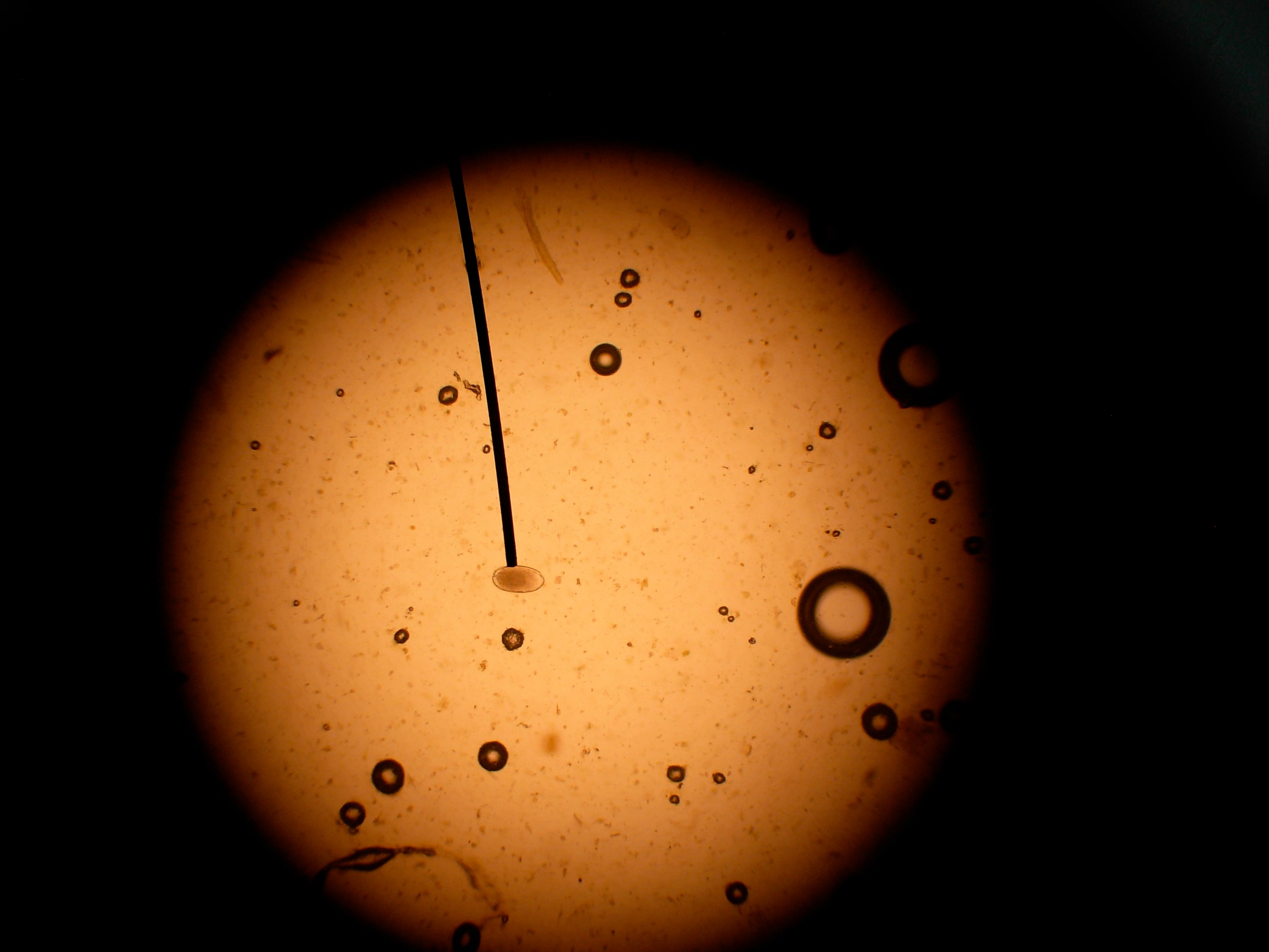 The Microscopic World of Veterinary Medicine | PetMD