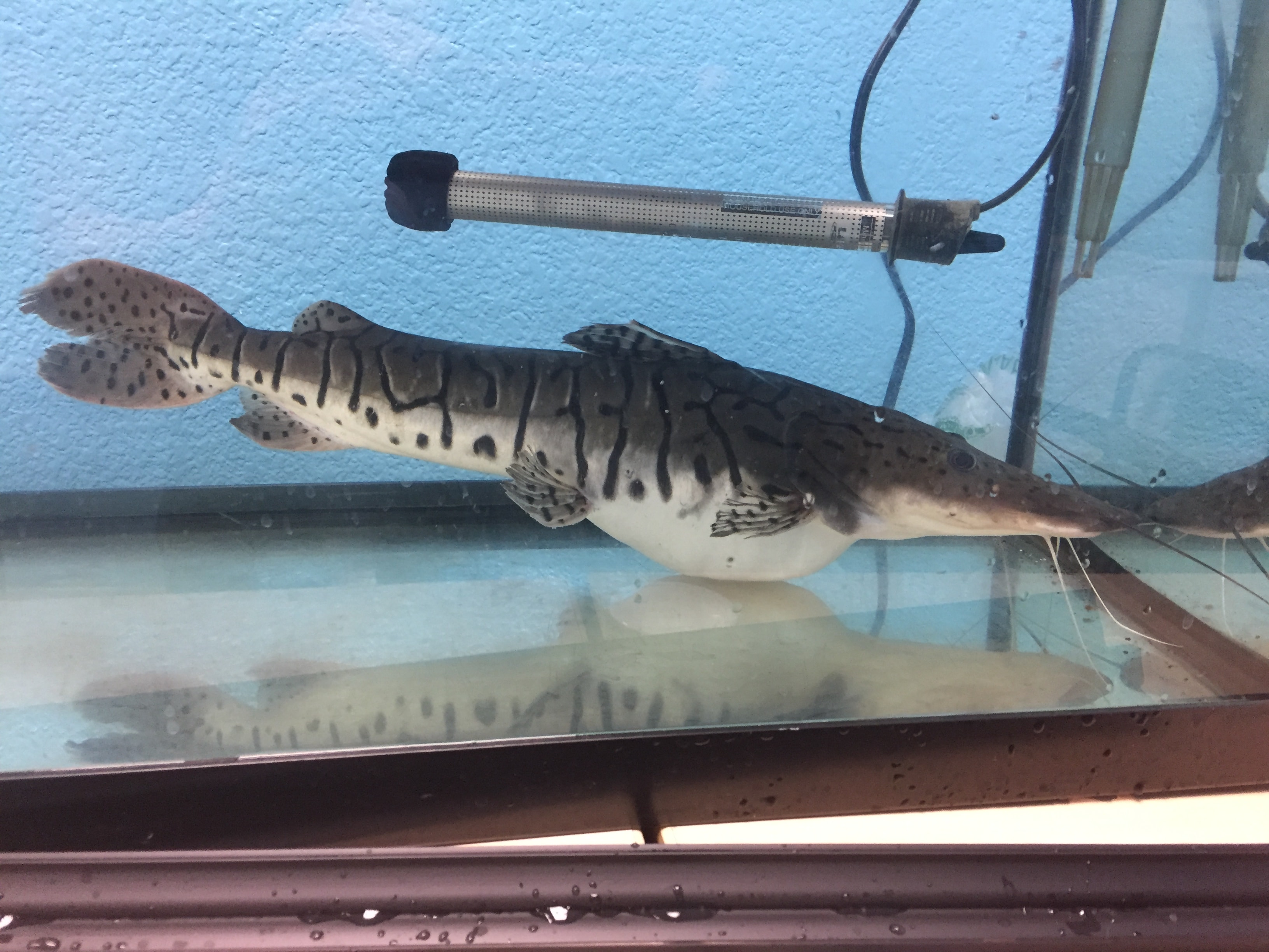 Amazing Fish Surgery Cases | PetMD