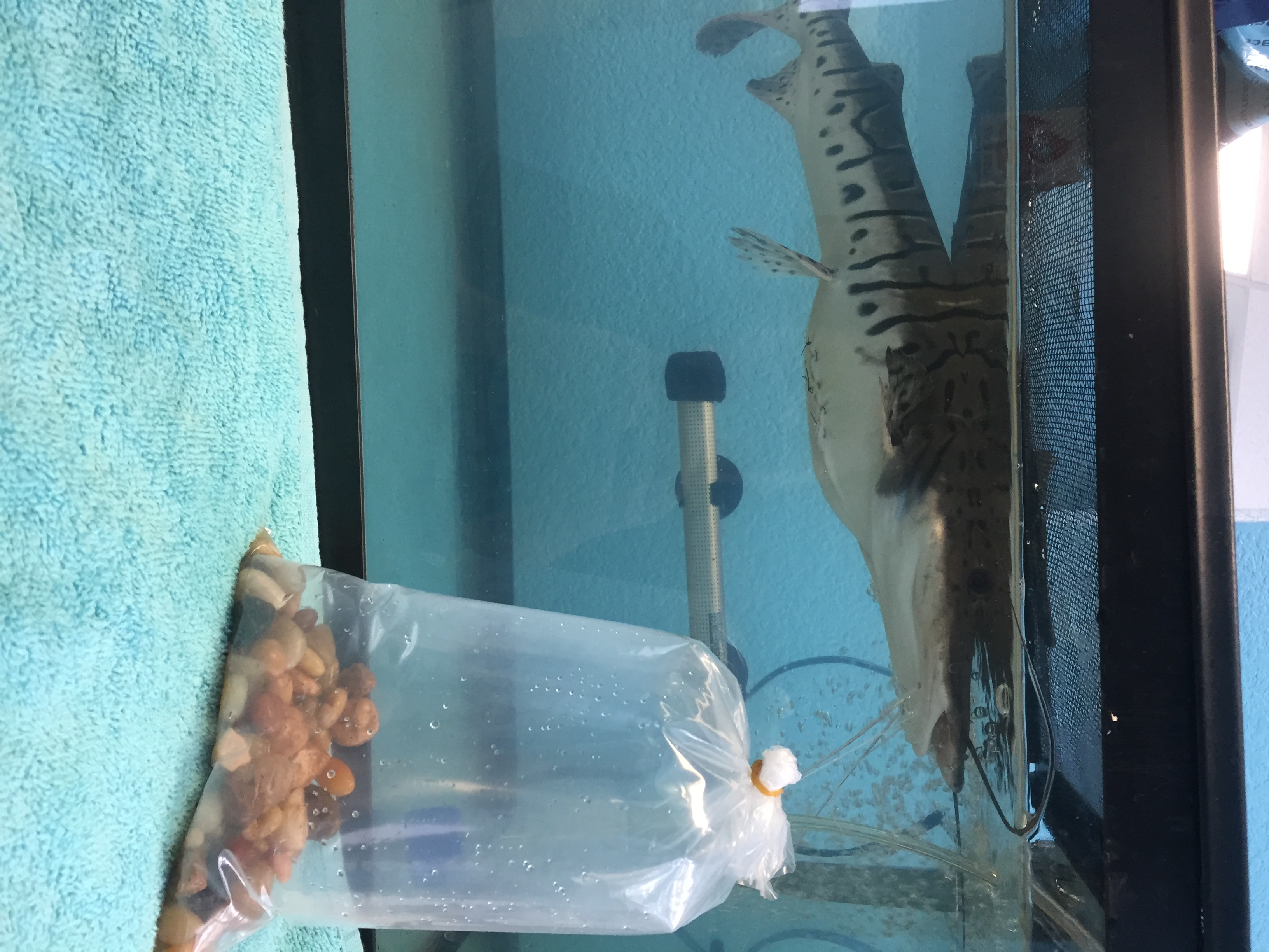 Amazing Fish Surgery Cases | PetMD