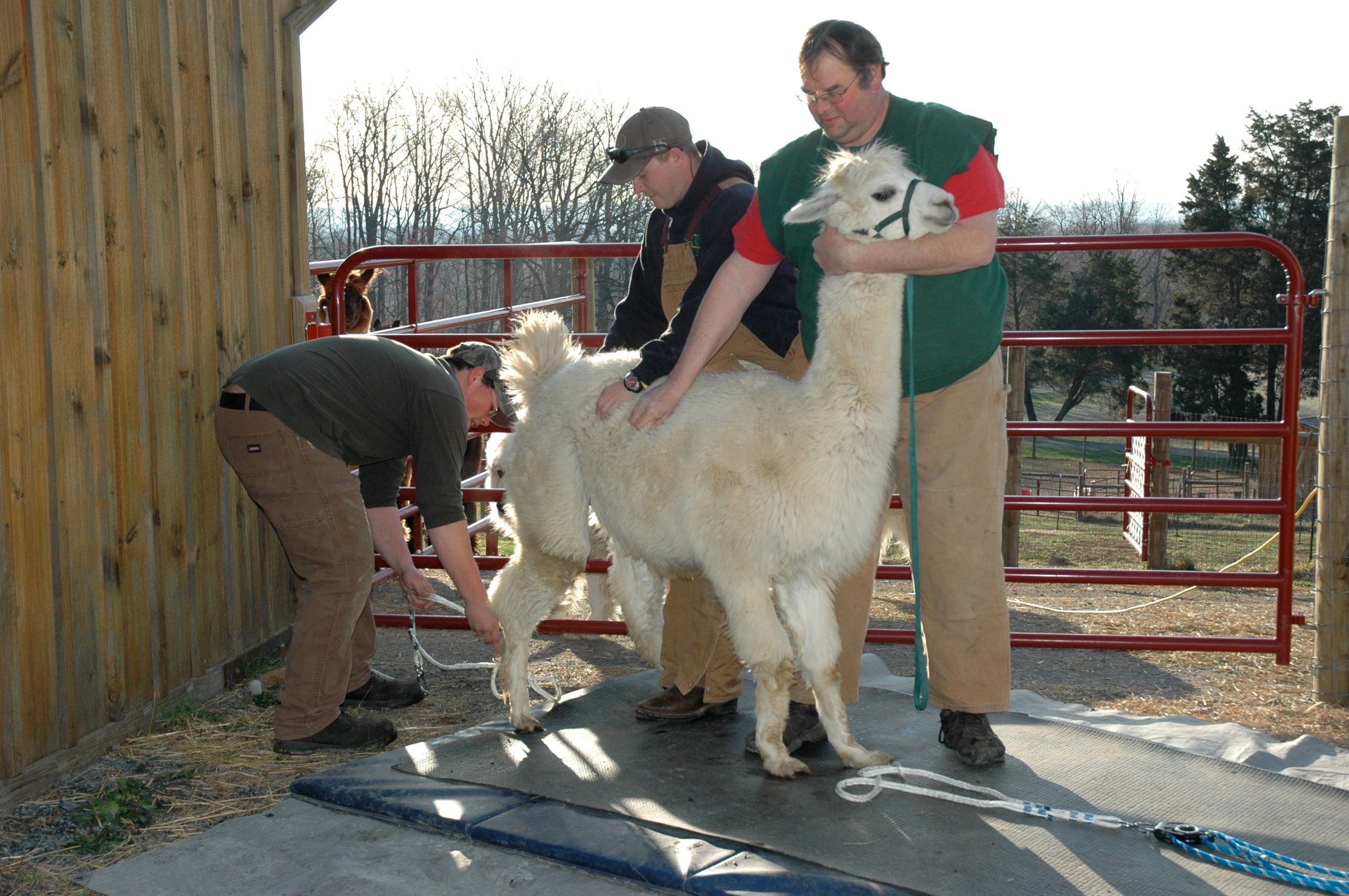 Shearing Day on the Farm for Alpacas | PetMD
