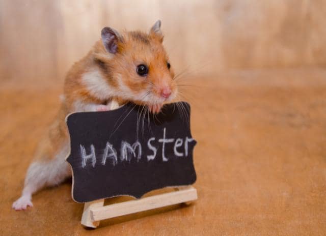 Hamster Care 101: How to Care For Your Hamster | PetMD