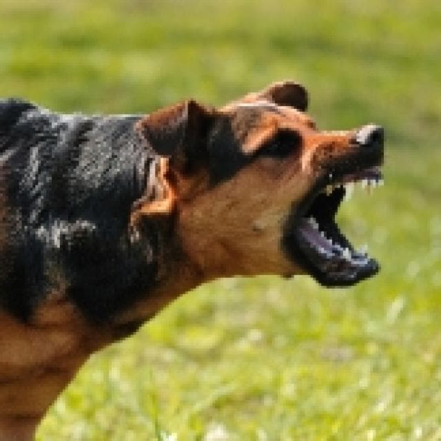 What’s the Easiest Way to Break Up a Dog Fight? | PetMD