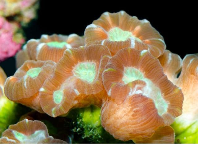 5 Hardy Corals for Your First Reef Tank | PetMD