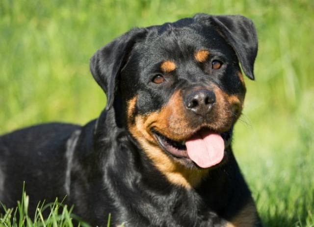 Dog Acne Treatments - Acne Disorders in Dogs | PetMD