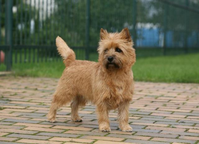 High Blood Sugar In Dogs PetMD High Blood Sugar In Dogs PetMD